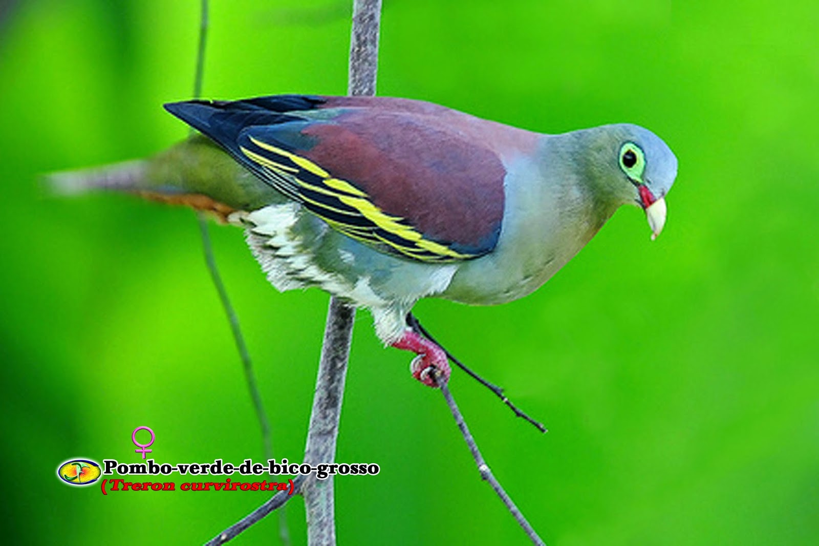 ORNITOLOGIA: Pombo-verde-de-bico-grosso (Treron curvirostra)